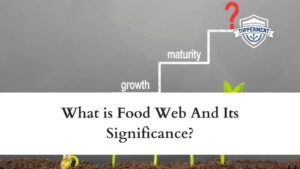 What is Food Web And Its Significance? | UPSC Environment - TOPPERMENT IAS